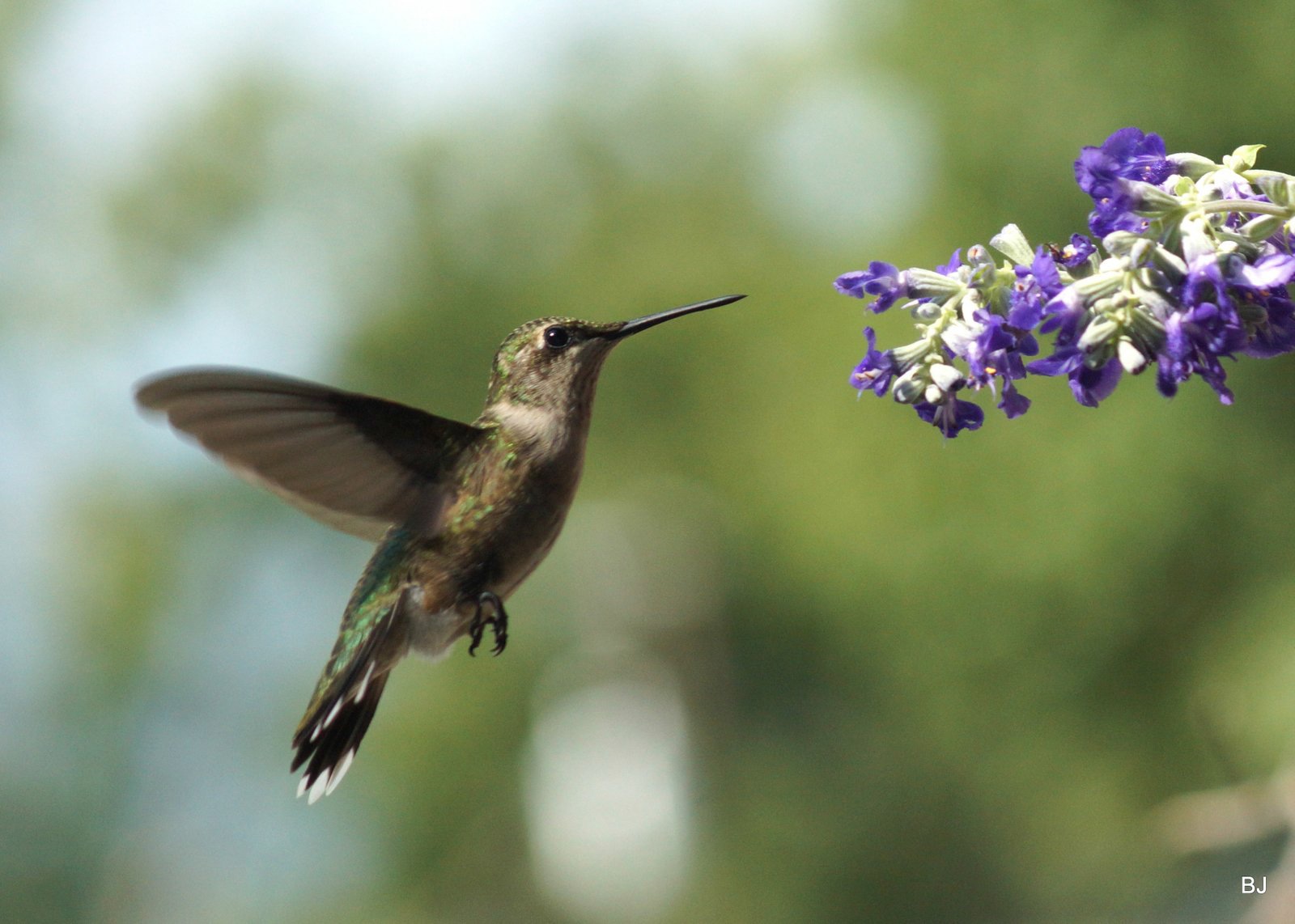 Hummers Are Here! – Plants for All Seasons | Since 1973