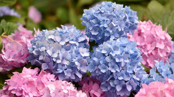 Growing Hydrangeas in Texas – Plants for All Seasons | Since 1973