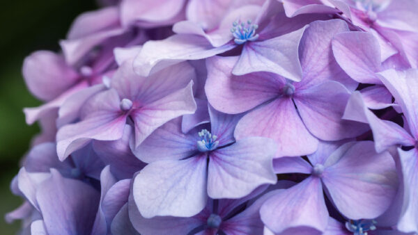 Growing Hydrangeas in Texas – Plants for All Seasons | Since 1973