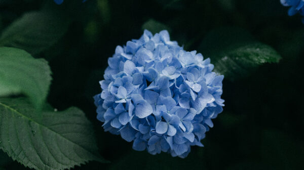 Growing Hydrangeas in Texas – Plants for All Seasons | Since 1973