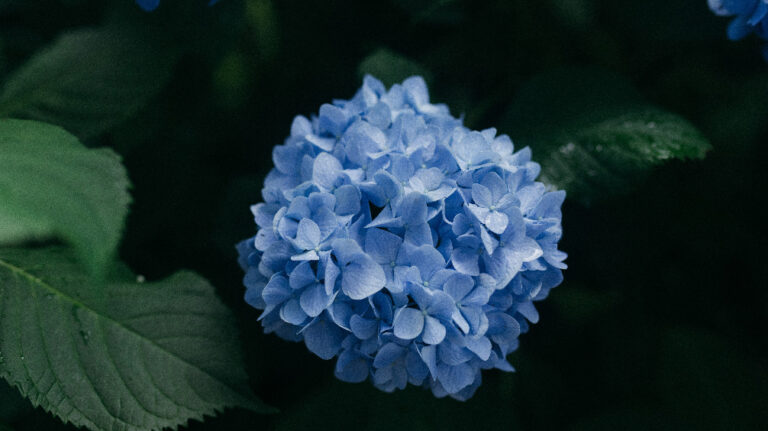 Growing Hydrangeas in Texas – Plants for All Seasons | Since 1973