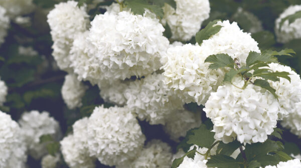 Growing Hydrangeas in Texas – Plants for All Seasons | Since 1973
