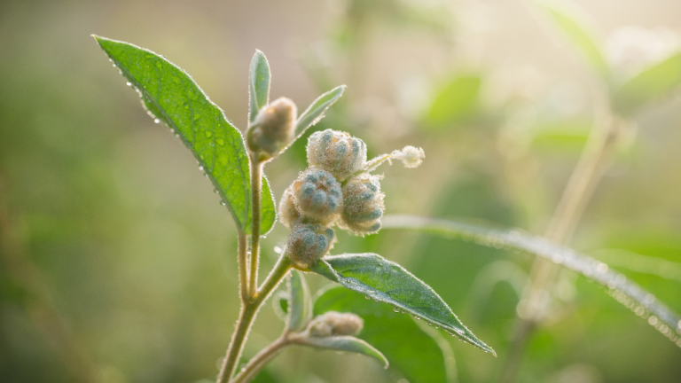How To Control Doveweed In Your Lawn – Plants for All Seasons | Since 1973