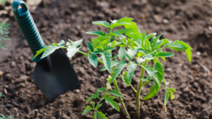 Everything You Need To Start Planting Fall Tomatoes – Plants for All ...