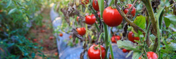 Everything You Need To Start Planting Fall Tomatoes – Plants for All ...