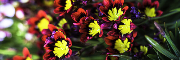 8 Bulbs To Plant Now For Spring Blooming – Plants for All Seasons ...