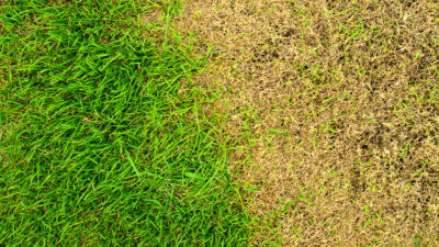 How To Save Your Lawn From Sod Webworm And Chinch Bugs! – Plants for ...