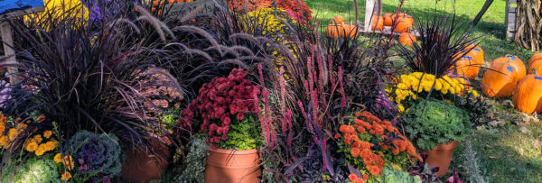 Fall Container Ideas – Plants for All Seasons | Since 1973
