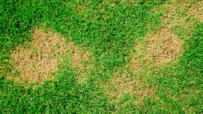 Our Expert Tips for Treating Brown Patch in Lawns – Plants for All ...